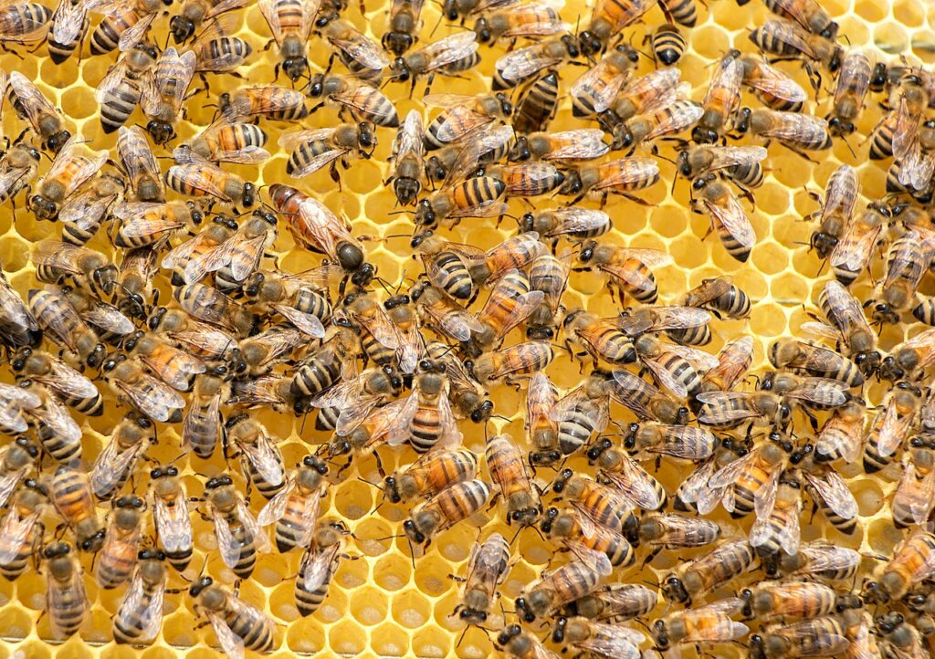Six planning lessons from nature (swarm intelligence) - Planadigm